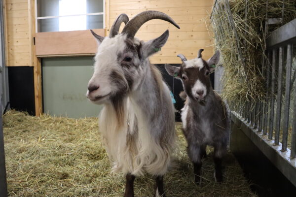 Kleine herkauwers – Dierenkliniek Balkbrug – Nieuwleusen
