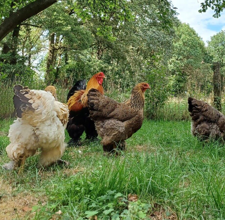 Voeding kip – Dierenkliniek Balkbrug – Nieuwleusen